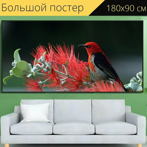 Большой постер "Алый медоед, птица, красный" 180 x 90 см. для интерьера