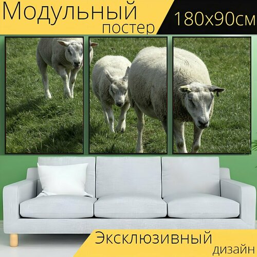 Модульный постер "Ягненок, овец, шерсть" 180 x 90 см. для интерьера