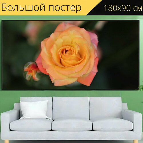 Большой постер "Розы, цветущих кустарников, цвет абрикос" 180 x 90 см. для интерьера