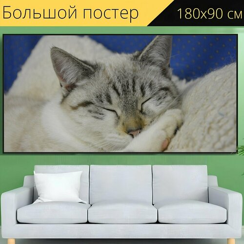 Большой постер "Кошка, спящая кошка, голова кошки" 180 x 90 см. для интерьера