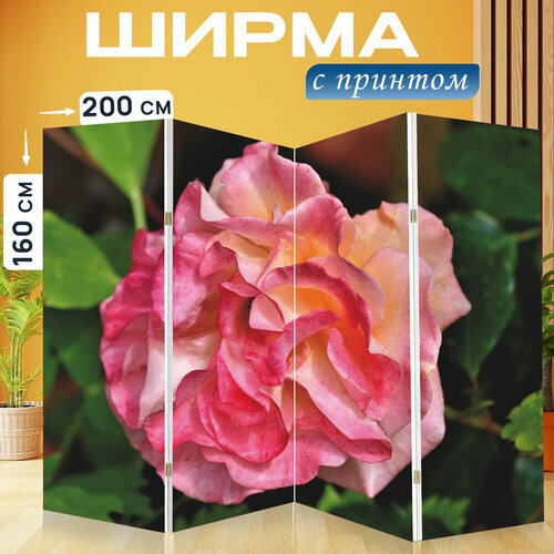 Ширма перегородка с принтом "Роза, садовая роза, цвести" на холсте - 200x160 см. для зонирования, раскладная