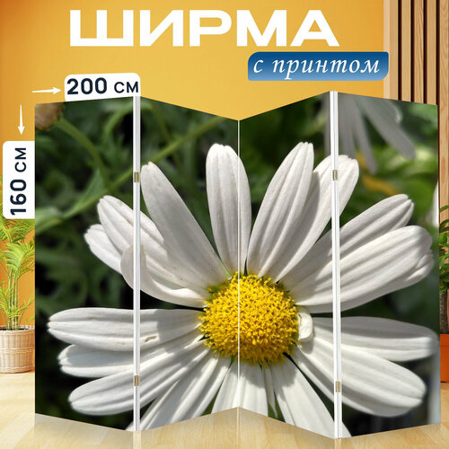 Ширма перегородка с принтом "Белый, цветок, маргаритка" на холсте - 200x160 см. для зонирования, раскладная