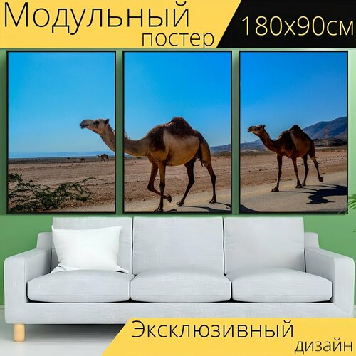 Модульный постер "Верблюд, животное, салала" 180 x 90 см. для интерьера