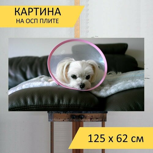 Картина на ОСП 125х62 см. "Мальтийский, щенок, собака" горизонтальная, для интерьера, с креплениями