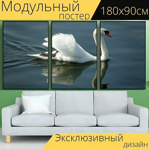 Модульный постер "Лебедь, лебеди, водоплавающих птиц" 180 x 90 см. для интерьера