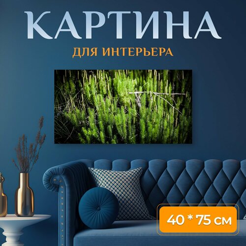 Картина на холсте "Мох, лес, природа" на подрамнике 75х40 см. для интерьера