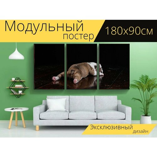 Модульный постер "Бульдог, собака, щенок" 180 x 90 см. для интерьера