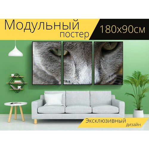 Модульный постер "Кошка, кошачий, серый" 180 x 90 см. для интерьера