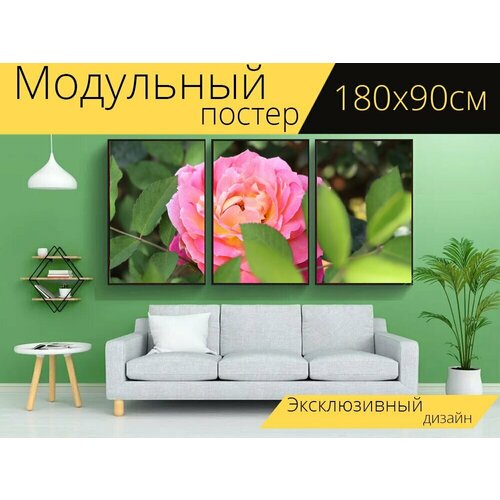 Модульный постер "Розовая китайская роза, цветы, природа" 180 x 90 см. для интерьера