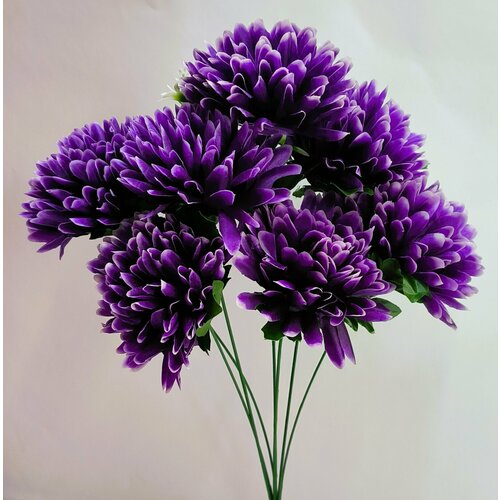 Фиолетовая хризантема высотой 50 см с 7 бутонами по 8 сантиметров