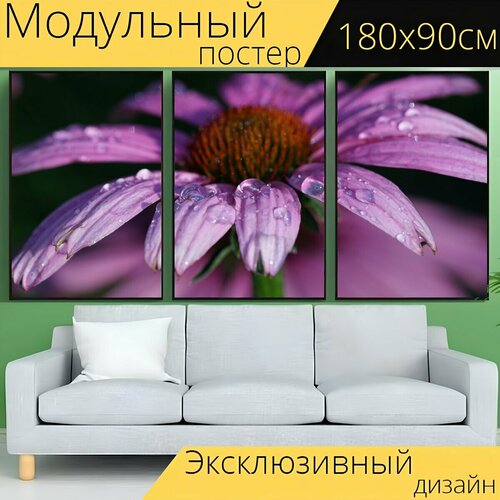 Модульный постер "Цветок, фиолетовый эхинацея, сад" 180 x 90 см. для интерьера