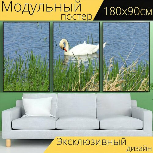 Модульный постер "Лебедь, воды птицы, дикие птицы" 180 x 90 см. для интерьера