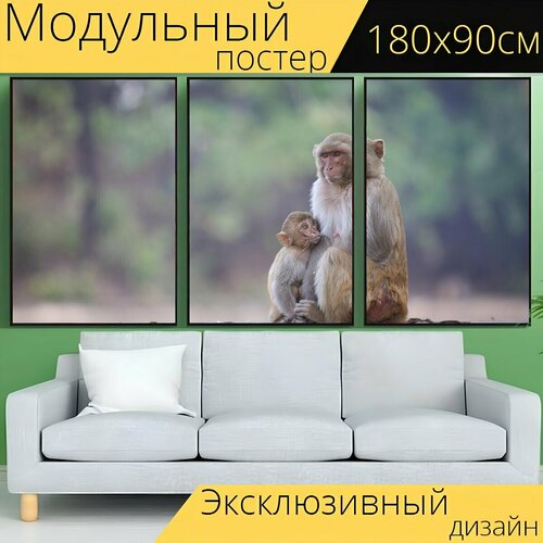 Модульный постер "Обезьяна, животное, горилла" 180 x 90 см. для интерьера
