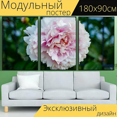 Модульный постер "Розовый куст, лепестки роз, расцветает" 180 x 90 см. для интерьера