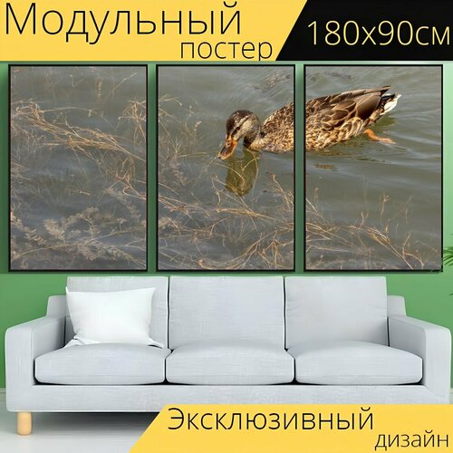 Модульный постер "Утка, дикая утка, птица" 180 x 90 см. для интерьера