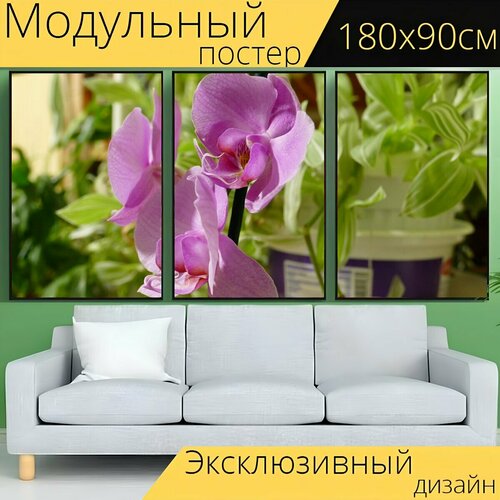Модульный постер "Фаленопсис, орхидея, розовый" 180 x 90 см. для интерьера