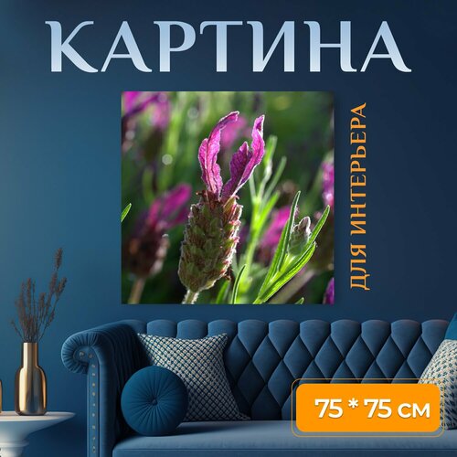 Картина на холсте "Лаванда, фиолетовый, цветок" на подрамнике 75х75 см. для интерьера
