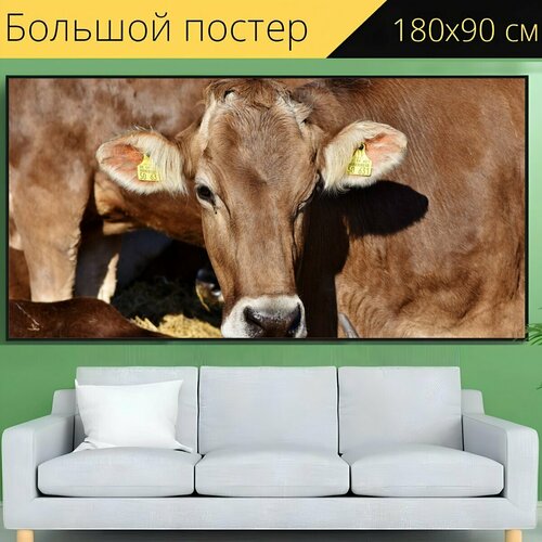 Большой постер "Корова, бык, говядина" 180 x 90 см. для интерьера