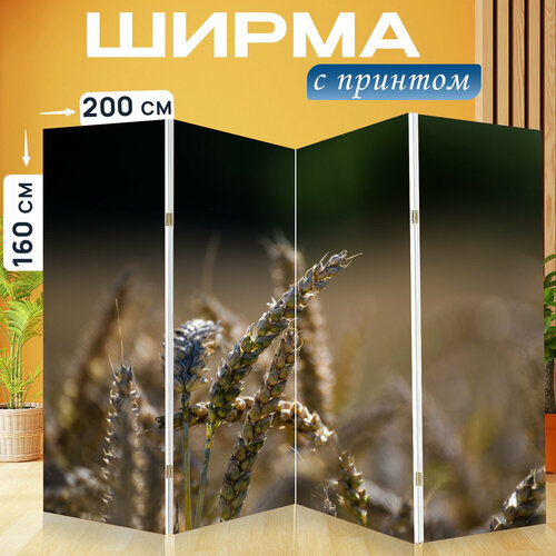 Ширма перегородка с принтом "Пшеница, поле, сельское хозяйство" на холсте - 200x160 см. для зонирования, раскладная