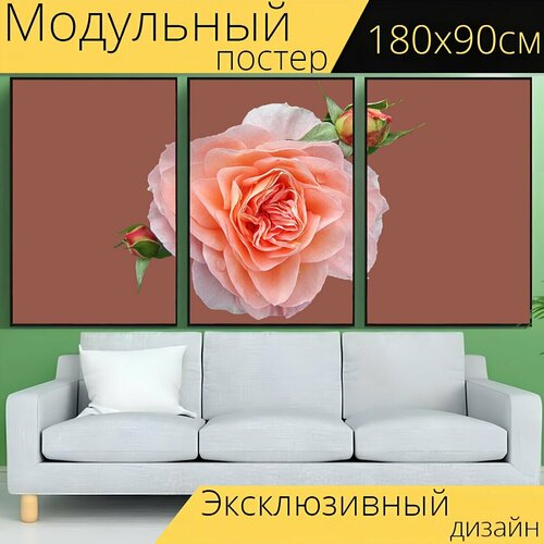 Модульный постер "Роза, розовый, лепестки" 180 x 90 см. для интерьера