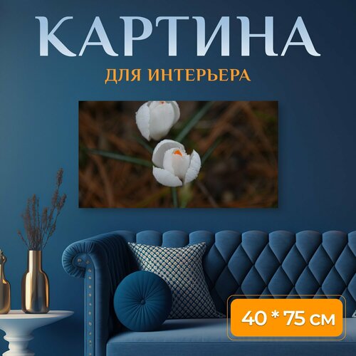 Картина на холсте "Крокус, цветок, счастливый" на подрамнике 75х40 см. для интерьера