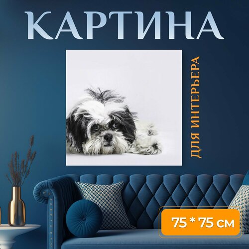 Картина на холсте "Собака, домашний питомец, модель" на подрамнике 75х75 см. для интерьера