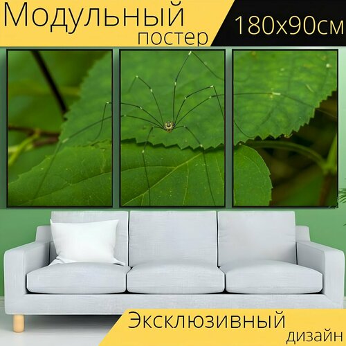 Модульный постер "Сенокос, паукообразный, насекомое" 180 x 90 см. для интерьера