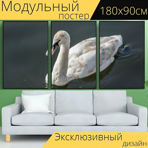 Модульный постер "Лебедь, воды, птица" 180 x 90 см. для интерьера