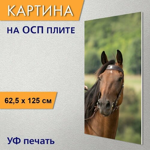 Вертикальная картина на ОСП "Лошадь, портрет, животное" 62x125 см. для интерьериа