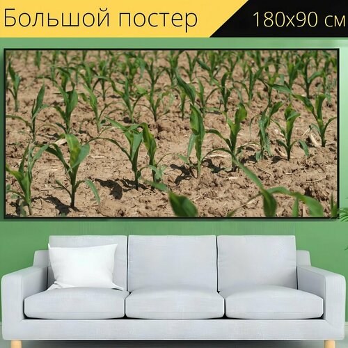 Большой постер "Кукурузное поле, саженцы, кукуруза" 180 x 90 см. для интерьера