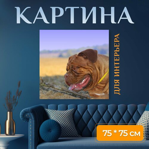 Картина на холсте "Бургундия, собака, коричневый" на подрамнике 75х75 см. для интерьера