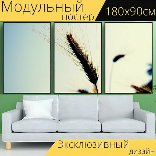 Модульный постер "Пшеница, шип, зерно" 180 x 90 см. для интерьера