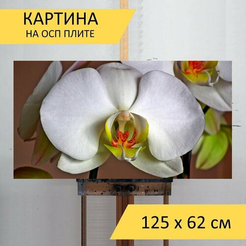 Картина на ОСП 125х62 см. "Ятрышник, цветок, орхидея" горизонтальная, для интерьера, с креплениями