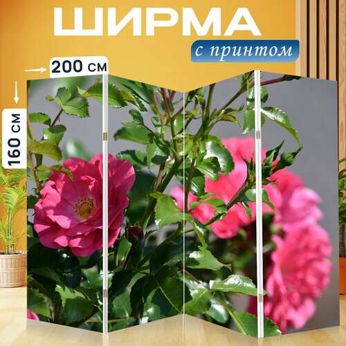 Ширма перегородка с принтом "Розы, роуз, цветок" на холсте - 200x160 см. для зонирования, раскладная