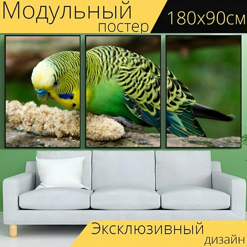 Модульный постер "Волнистый попугайчик, птица, оперение" 180 x 90 см. для интерьера