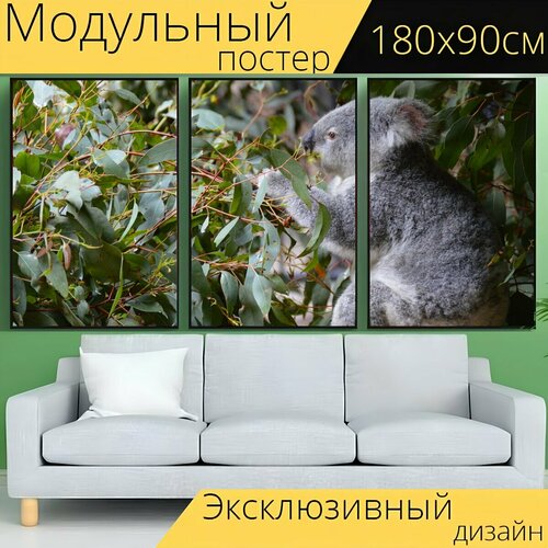 Модульный постер "Зоопарк австралии, коала, серый" 180 x 90 см. для интерьера