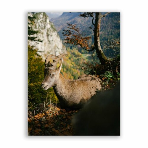 Постер, плакат на бумаге / Коза в горах / Размер 40 x 53 см