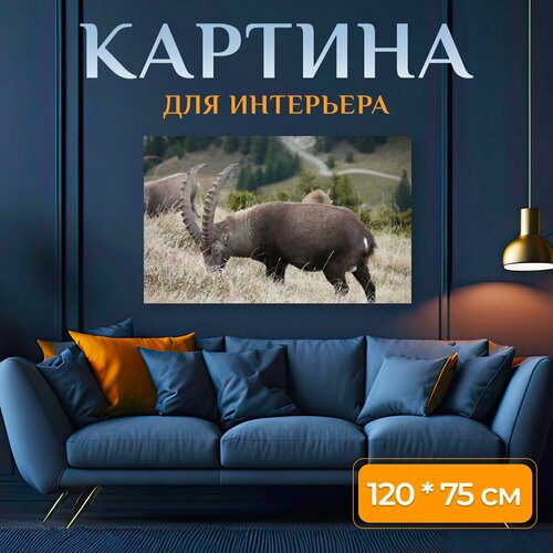 Картина на холсте "Козерог, альпы, животное" на подрамнике 120х75 см. для интерьера