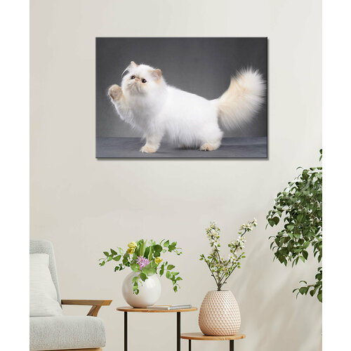 Картина - кошка, персидская кошка, домашняя кошка, ласковая кошка, кот (305) 50х70