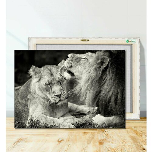 Картина на холсте для интерьера Львы, черно белый арт, лев и львица любовь (2) 60х80