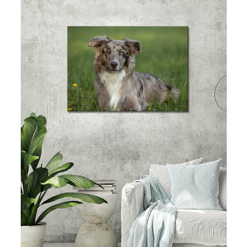 Картина - Австралийская овчарка, аусси, аусси собака, овчарка аусси, аусси шерсть, аусси мордочка (19) 40х60