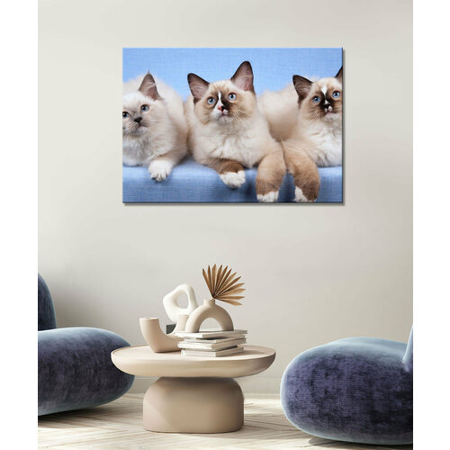 Картина - кошка, рэгдолл, домашняя кошка, ласковая кошка, кот (270) 60х80