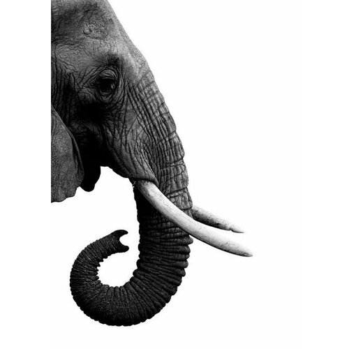 Плакат, постер на холсте слон черно белый. Размер 21 х 30 см