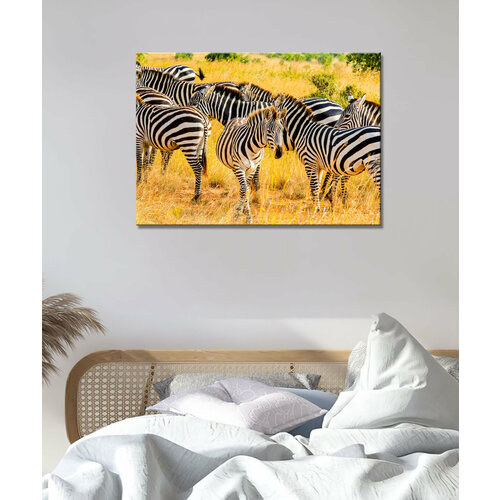 Картина - Зебры, полосатая зебра, красивая зебра, зебры в саванне (43) 40х60