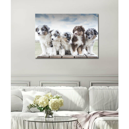 Картина - Австралийская овчарка, аусси, аусси собака, овчарка аусси, аусси шерсть, аусси щенята, аусси щеночек (11) 40х60