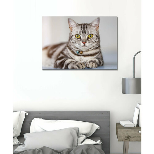 Картина - кошка, американская короткошёрстная кошка, домашняя кошка, ласковая кошка, кот (209) 30х40