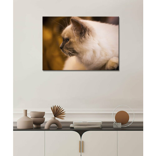 Картина - бирманская кошка, кот, белая шерсть, пушистая кошка, ласковая кошка (18) 60х80