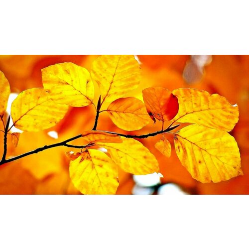 Картина на холсте 60x110 Альянс Лес "Осень ветка листья" на подрамнике / интерьер/ декор