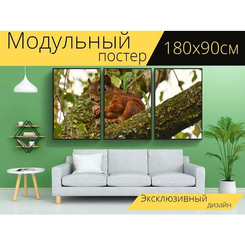Модульный постер "Белка, грызун, милый" 180 x 90 см. для интерьера
