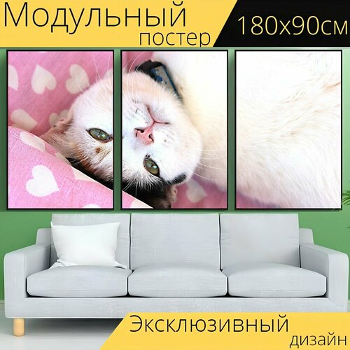 Модульный постер "Кошка, китти, котенок" 180 x 90 см. для интерьера